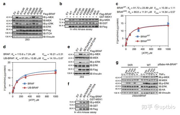 【精品解读】这是我见过的WB结果图最多的文章 - 知乎