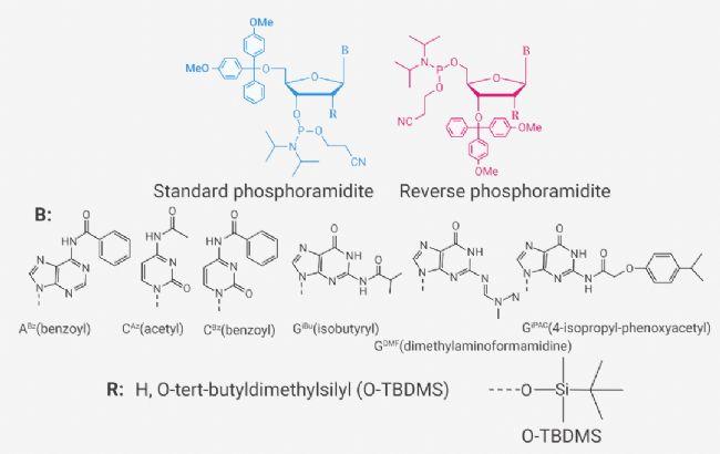 寡核苷酸的应用、如何固相合成？ | MedChemExpress (MCE) - 知乎