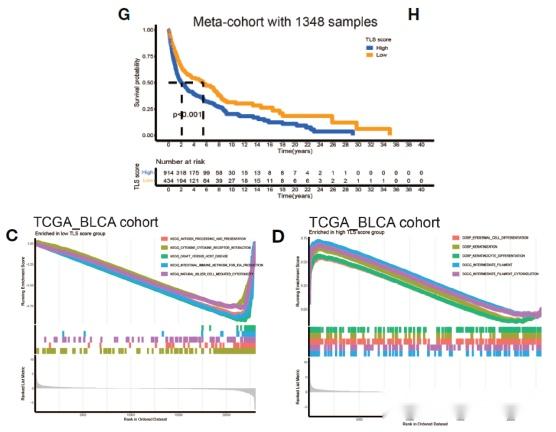 三级淋巴结构TLS生信又出新番——肿瘤二次聚类分型+预后模型构建思路直取 8分+，送上TLS基因集，换个癌种反手又是一篇！ - 知乎