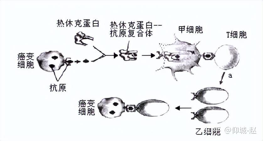 热休克蛋白（HeatProteProteins） - 知乎