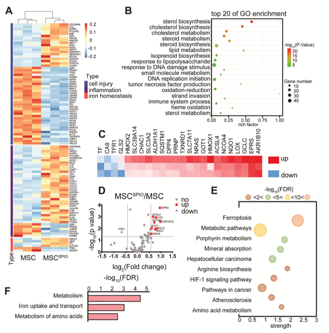 CDD丨铁死亡 MSCs 通过促进巨噬细胞胞吐作用保护小鼠免受脓毒症 - 知乎