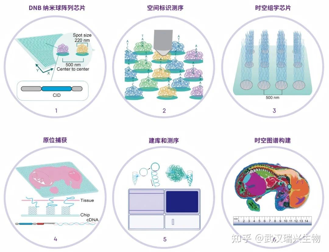 华大时空转录组Stereo-seq | 精准定位基因表达的"细胞宇宙地图" - 知乎