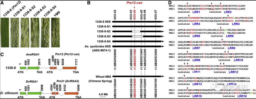 【Plant Biotech J】小麦的两个野生近缘同源基因Pm12和Pm21表现出进化保守性，但对白粉病的抗性存在差异 - 知乎