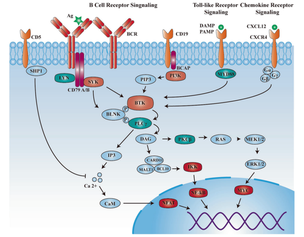 Focus | BTK抑制剂，方兴未艾 - 知乎