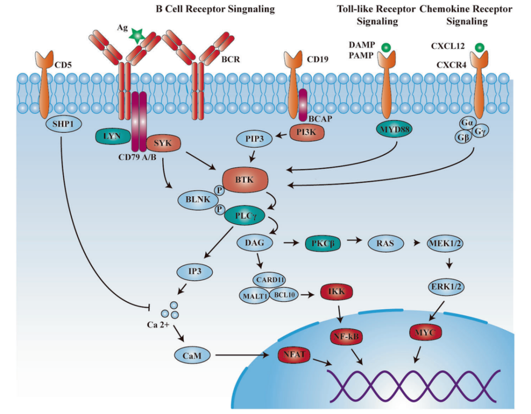 Focus | BTK抑制剂，方兴未艾 - 知乎