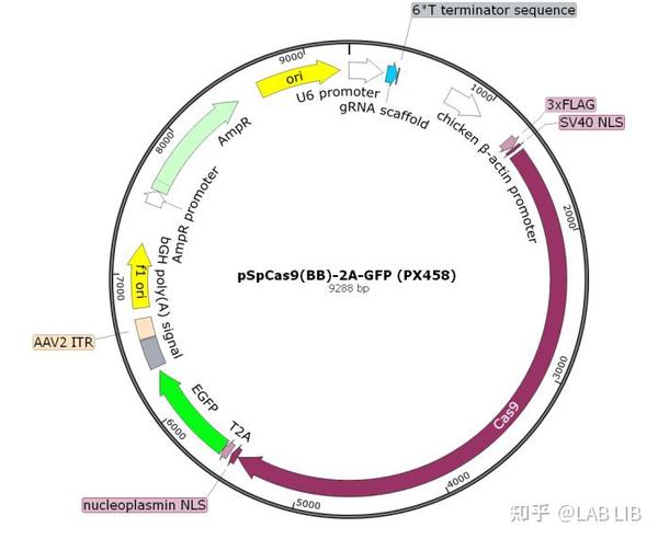 CRISPR-Cas9个人笔记 - 知乎