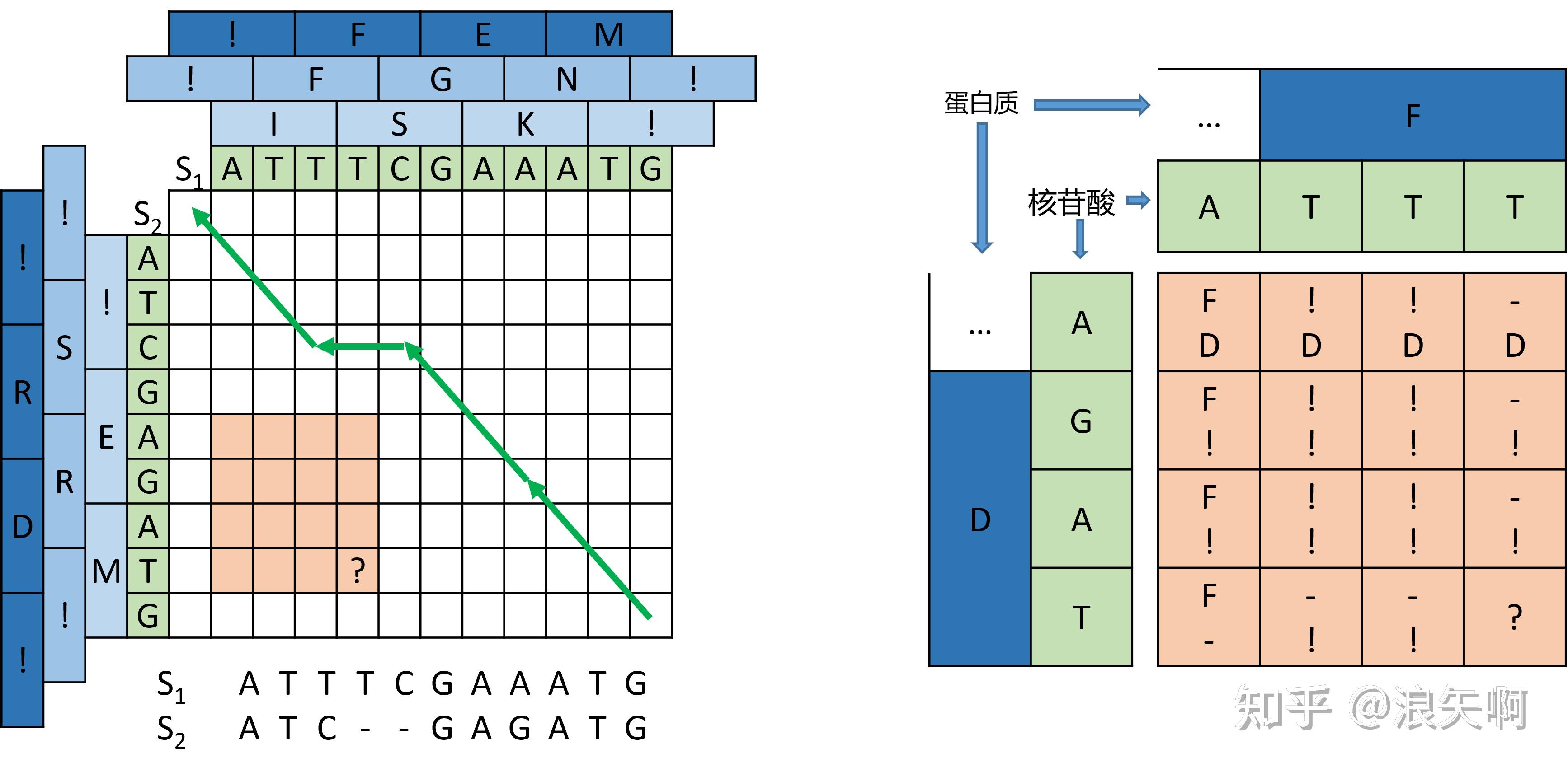 [文献精读]MACSE:考虑帧移和终止密码子的编码序列的多序列比对工具 - 知乎