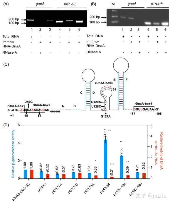 mLife | 开与关的抉择——DnaA蛋白依赖的his操纵子转录衰减核糖开关 - 知乎