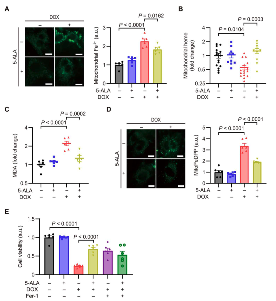 Science子刊丨阿霉素通过诱导铁死亡导致心肌毒性 - 知乎