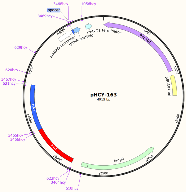 有了这个教程，新手也能轻松搞定大肠杆菌基因编辑 - 知乎