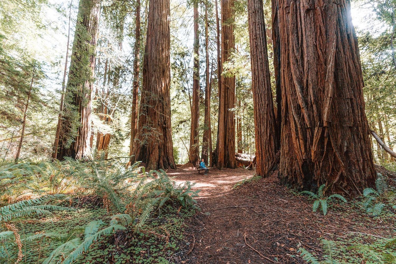 高树步道（Tall Trees Trail）和高树林（Tall Trees Grove） - 知乎