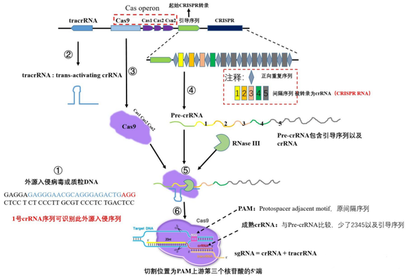 【干货分享】CRISPR/Cas系统原理及Cas9与Cas12a区别 - 知乎