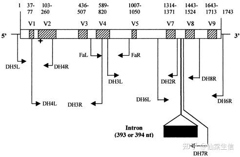 16S、18S与ITS介绍 - 知乎