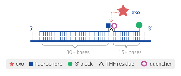 修饰引物/探针系列详解—RPA/RAA探针 - 知乎