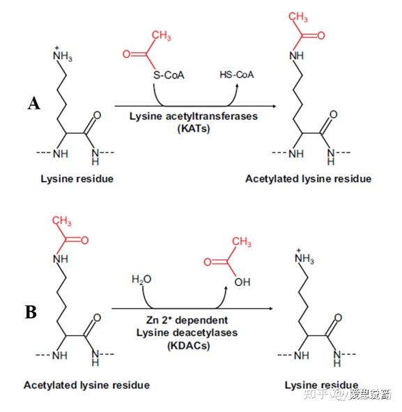KATs(赖氨酸乙酰转移酶) panel - 知乎