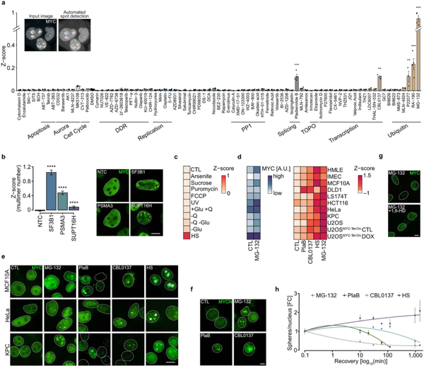 Nature | MYC家族蛋白是癌细胞基因组守护者 - 知乎