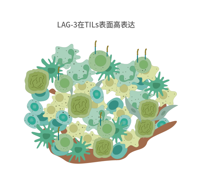 LAG-3靶点机制和研究进展 - 知乎