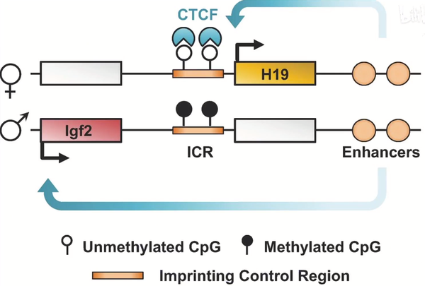 入门|表观遗传学 - 知乎