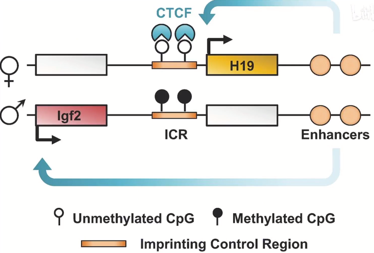 入门|表观遗传学 - 知乎