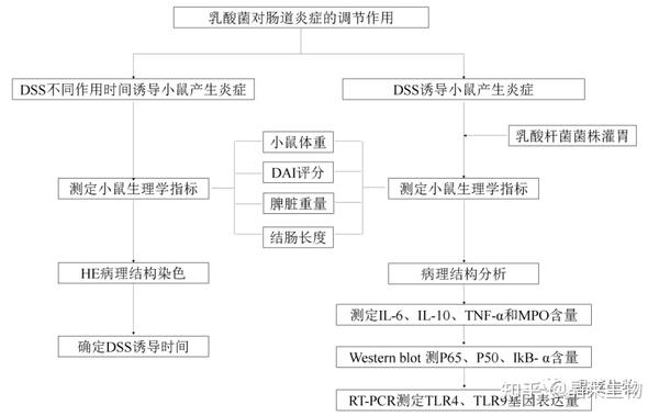 炎症肠道疾病研究必备 | 强力推荐：DSS诱导结肠炎模型案例分析及实验注意事项解析" - 知乎