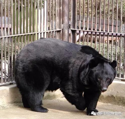 动物世界-亚洲黑熊 - 知乎