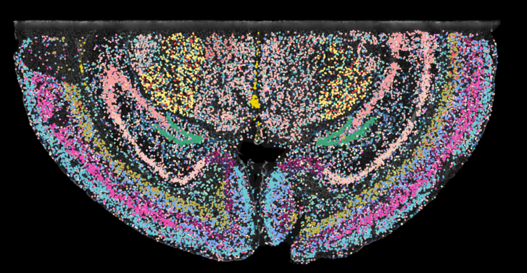 新品上线 | 贝瑞基因引进SeekSpace®单细胞空间转录组！ - 知乎