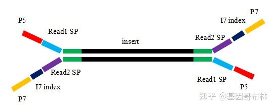 MGI和illumina常见文库结构 - 知乎