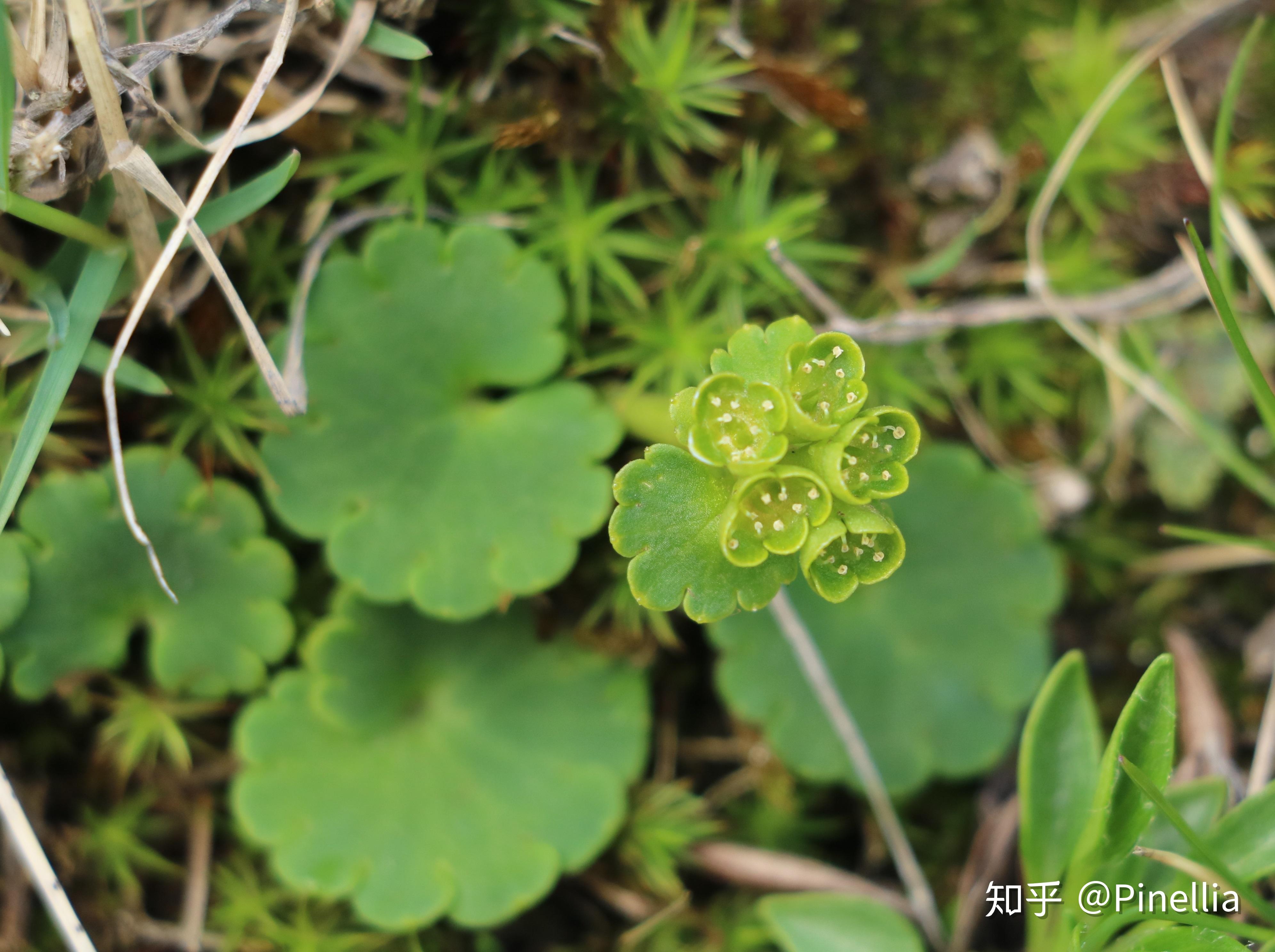 青藏秘境寻花之门源篇//门源头塘村 - 知乎