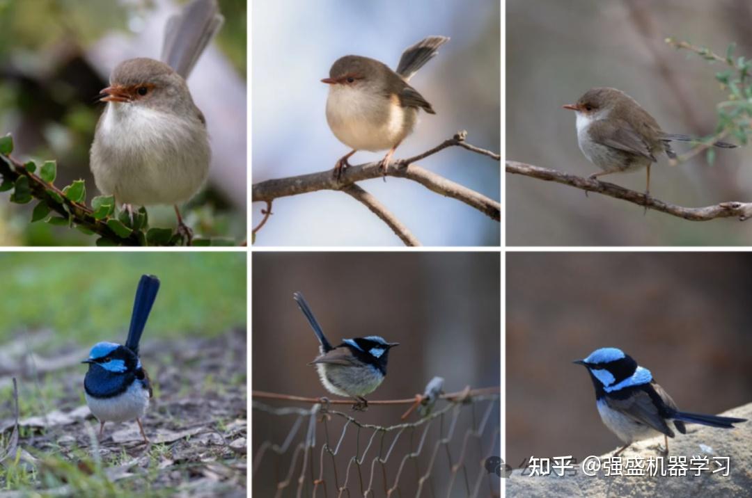 2025年SCI一区新算法-壮丽细尾鹩莺优化算法(SFOA)-公式原理详解与性能测评 Matlab代码免费获取 - 知乎