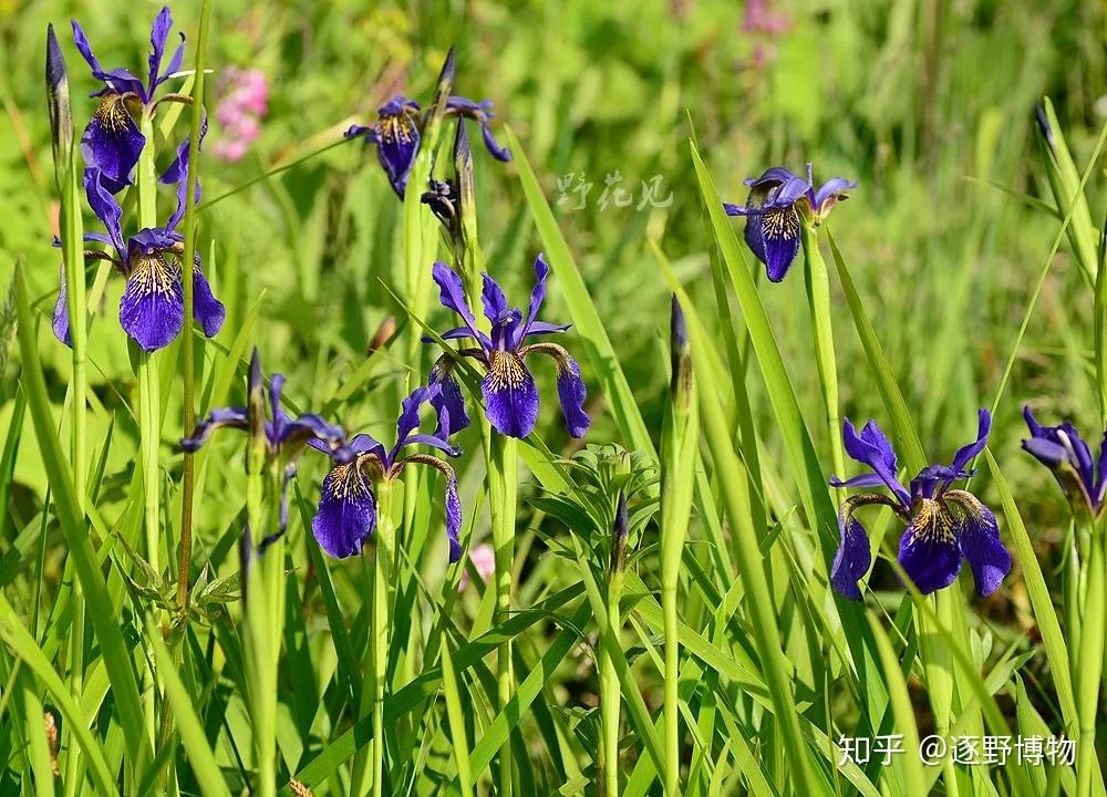 高山上的彩虹女神——鸢尾属Iris - 知乎