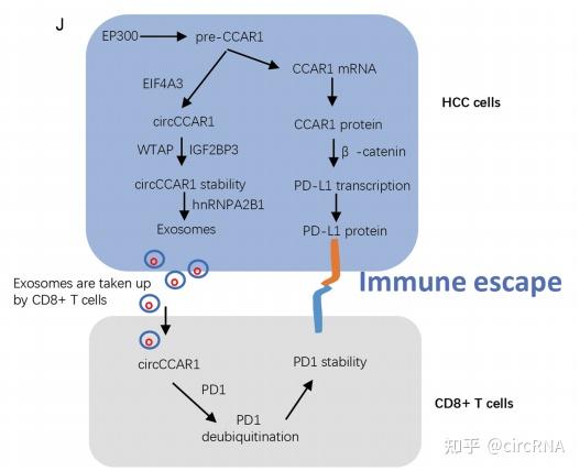 Mol Cancer丨李立教授发现circCCAR1促进肝细胞癌CD8+T细胞功能紊乱和耐药性 - 知乎