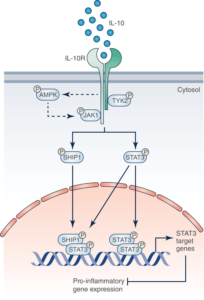 白细胞介素之抗炎细胞因子 - 知乎