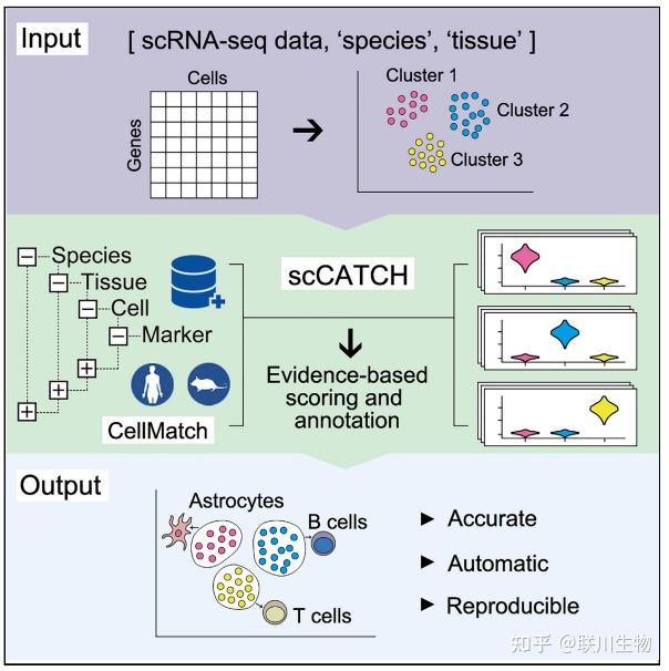 两款自动注释软件-SingleR和scCATCH的原理与使用差异 - 知乎