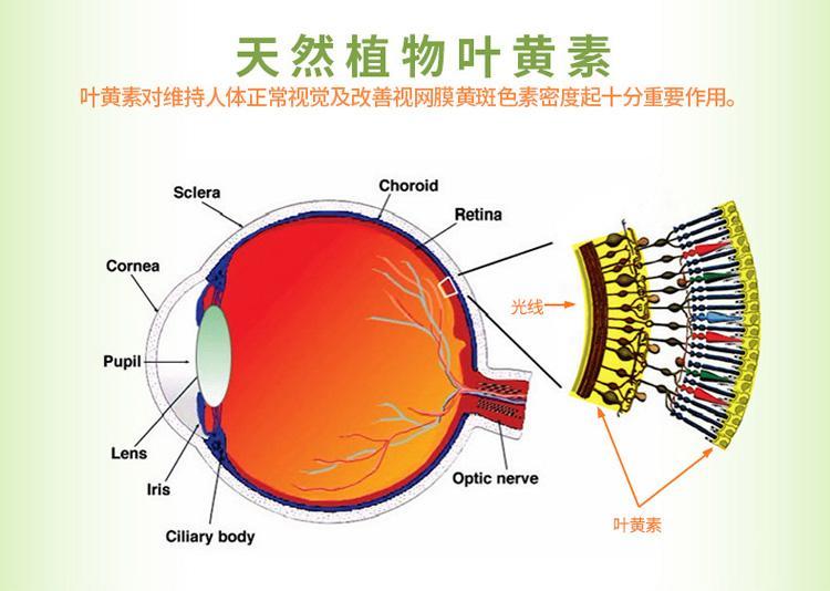 玩手机多，被推荐洗眼液、眼贴和吃叶黄素，有必要吗？ 知乎