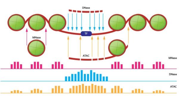 [测序原理] 对染色质开放区域的测序手段：ATAC-seq, DNase-seq和MNase-seq - 知乎