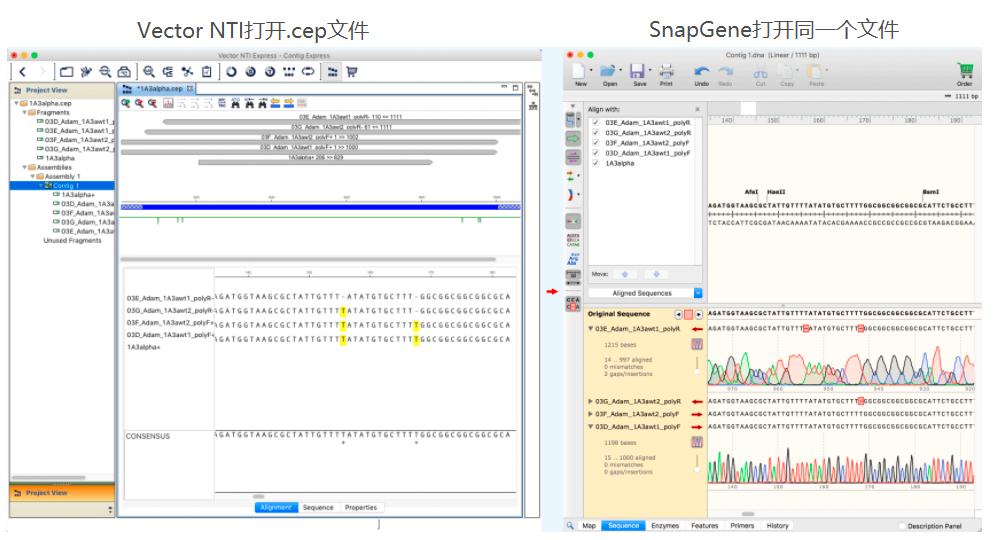 SnapGene完美替代Vector NTI，如何用SnapGene打开Vector NTI文件呢？ - 知乎