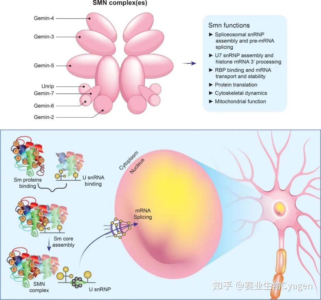 脊髓性肌萎缩症（SMA）全谱系模型：携带不同SMN2拷贝数的人源化小鼠 - 知乎
