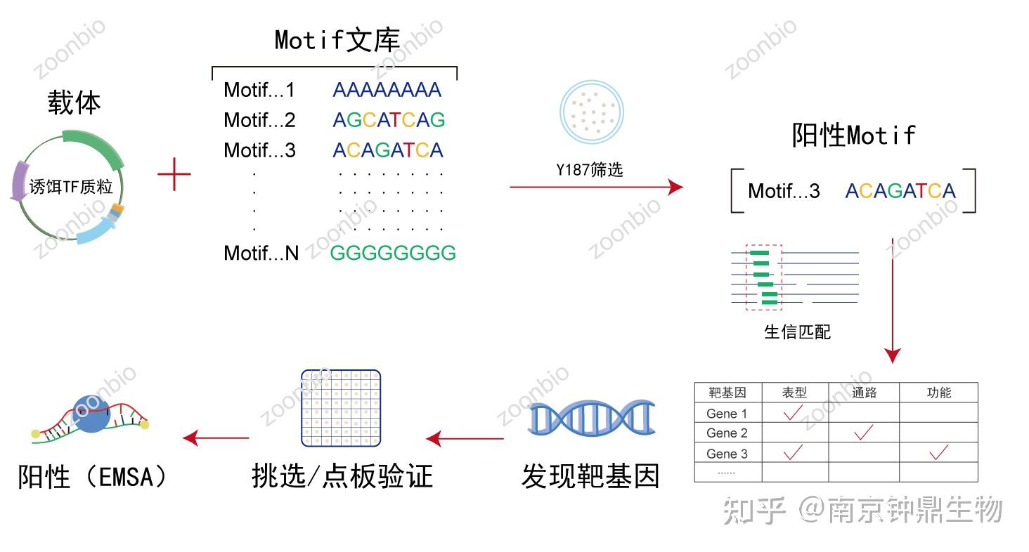 Motif 文库筛选策略——精准定义转录因子结合 DNA 基序！ - 知乎
