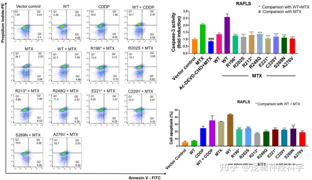 Genes Dis︱澳门科技大学黄锦伟/刘良等揭示p53突变在类风湿性关节炎患者甲氨蝶呤耐药中的潜在机制 - 知乎