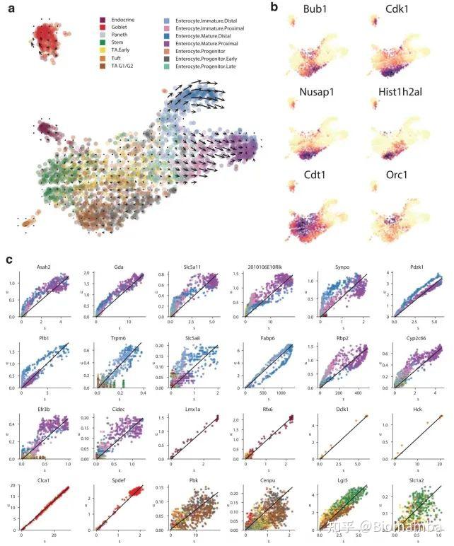 《Nature》|scRNA Velocity剪切速率分析 - 知乎