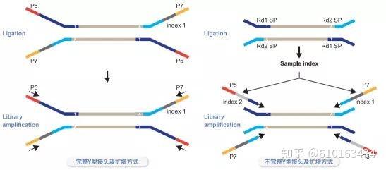 illumina测序接头类型 - 知乎