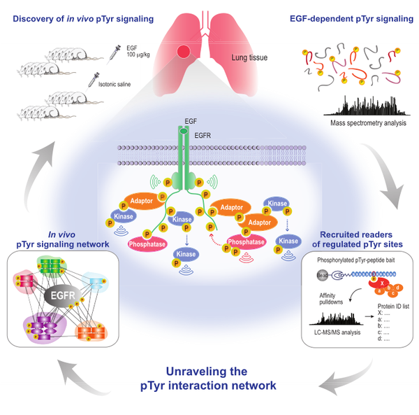 PTMomics专题 | 酪氨酸磷酸化功能的6大热点运用一键掌握！ - 知乎