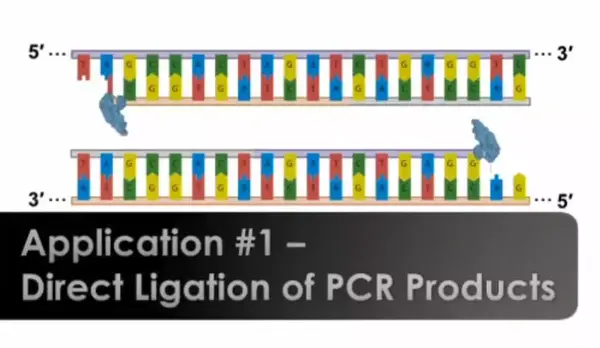 DNA连接反应——视频+文字全解 - 知乎