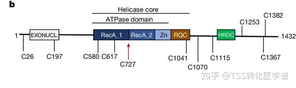 【Nature】背靠背，拜耳和诺华同时披露合成致死靶点WRN的新型抑制剂 - 知乎