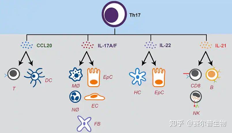 总结 | Th17细胞必会知识点 - 知乎