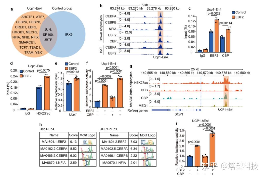 【深度好文】塔望科技助力揭示解偶联蛋白1（Ucp1）在棕色脂肪组织（BAT）中的调控机制，为肥胖及代谢疾病治疗提供潜在靶点 - 知乎
