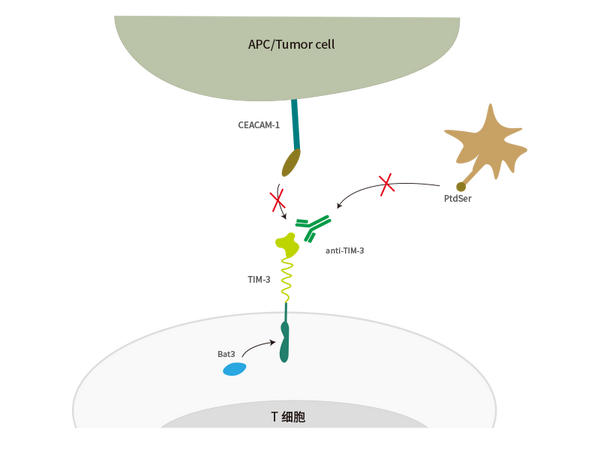 TIM-3靶点科普_机制原理&研究进展 - 知乎