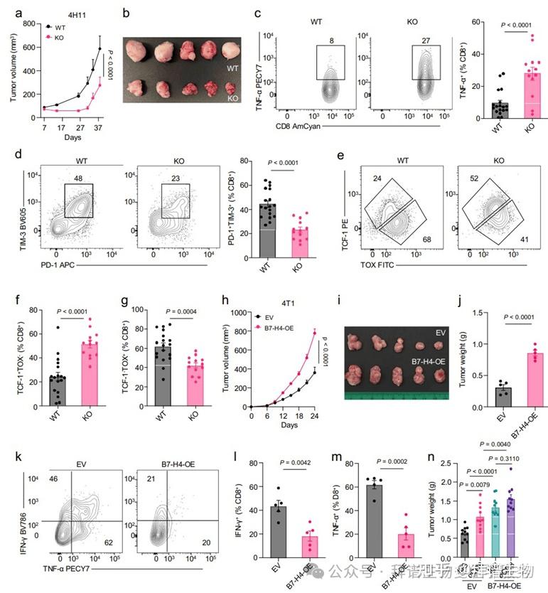 Nat Commun | B7-H4棕榈酰化如何"锁住"肿瘤免疫逃逸开关 - 知乎