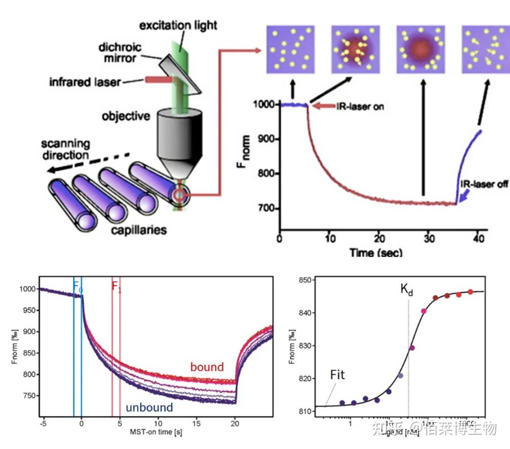 速看：微量热泳动 (MST) 技术助力多个分子间竞争性结合分析 - 知乎