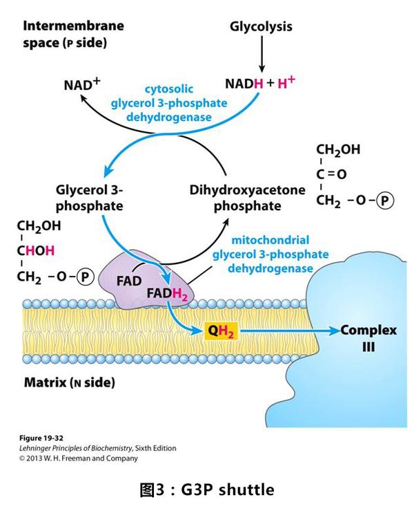 一份葡萄糖到底生成多少份ATP？简单考题背后的复杂科学 - 知乎